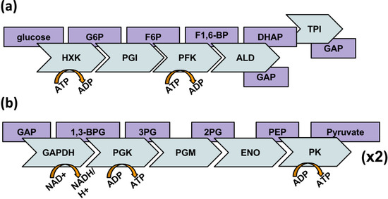 The Structural and Functional Coordination of Glycolytic Enzymes in ...