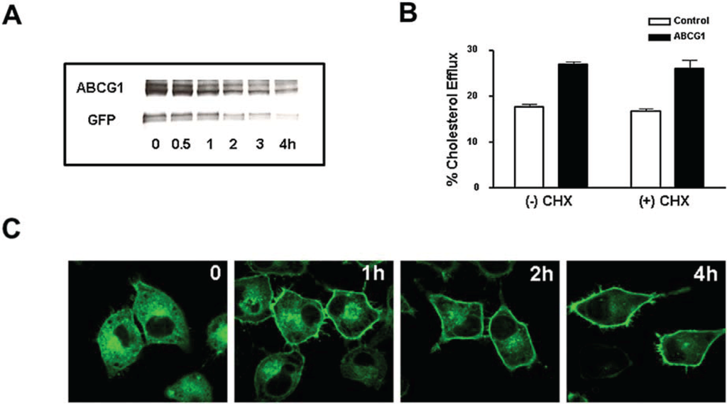Biology | Free Full-Text | Cellular Localization and Trafficking of the ...