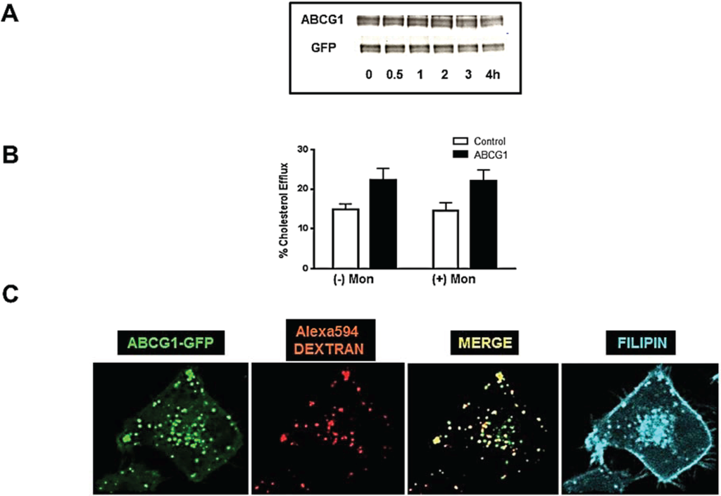 Cellular Localization and Trafficking of the Human ABCG1 Transporter