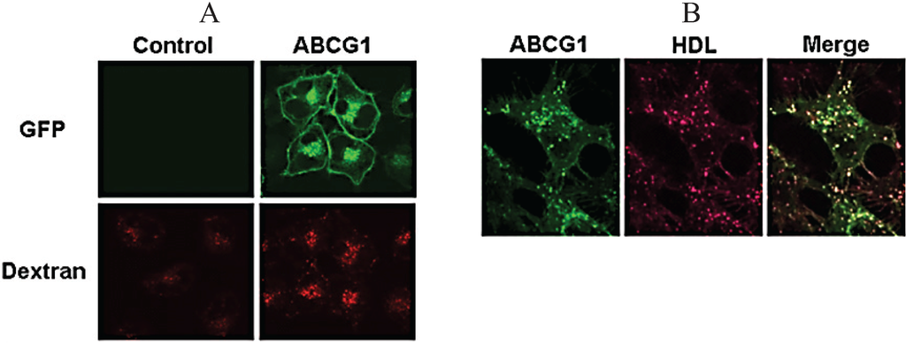 Cellular Localization and Trafficking of the Human ABCG1 Transporter