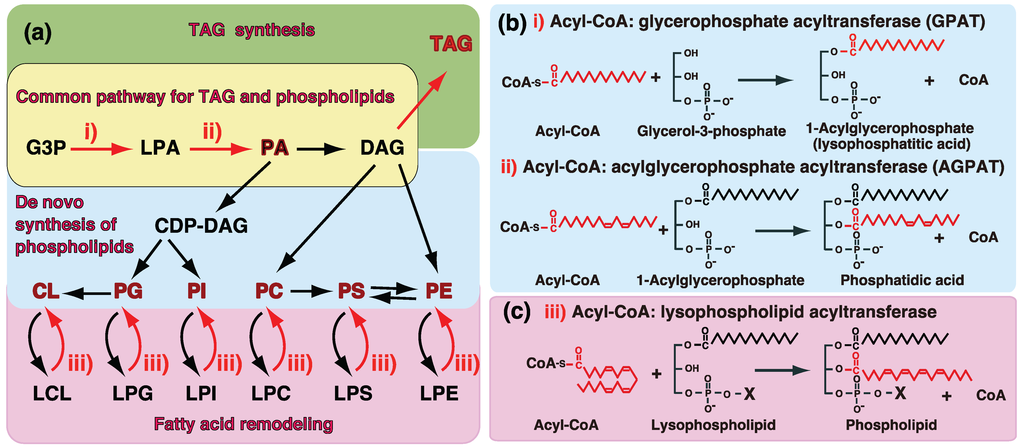 Glycerophosphate/Acylglycerophosphate Acyltransferases