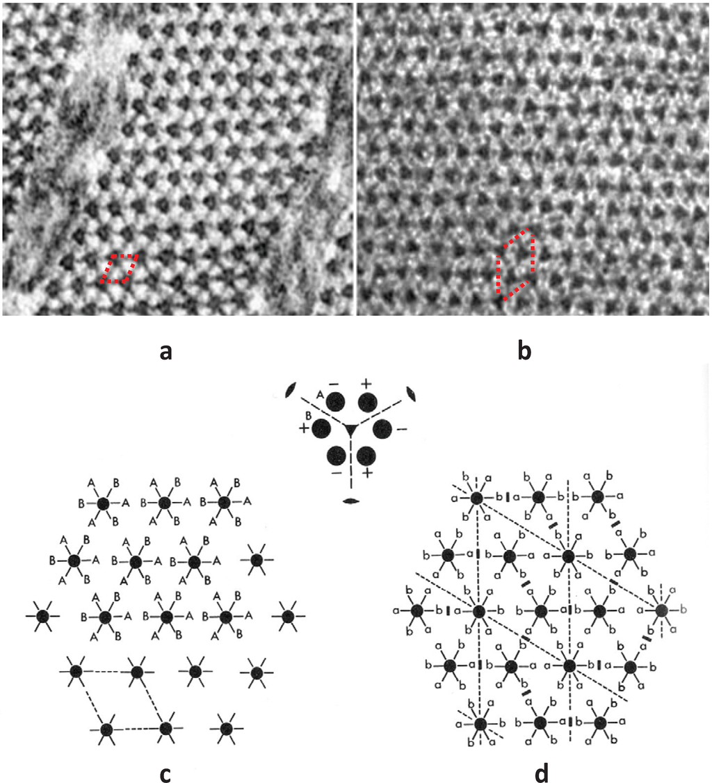 The Intriguing Dual Lattices of the Myosin Filaments in Vertebrate ...