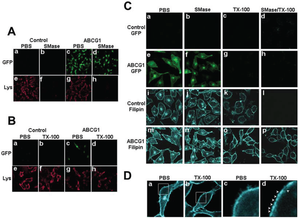 Biology | Free Full-Text | The Human ABCG1 Transporter Mobilizes Plasma ...