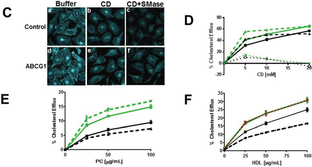 Biology | Free Full-Text | The Human ABCG1 Transporter Mobilizes Plasma ...