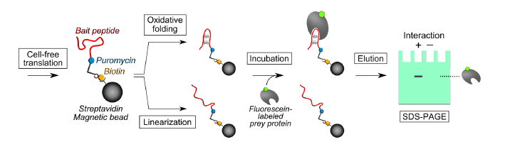 Biology | Free Full-Text | Easy and Rapid Binding Assay for Functional ...