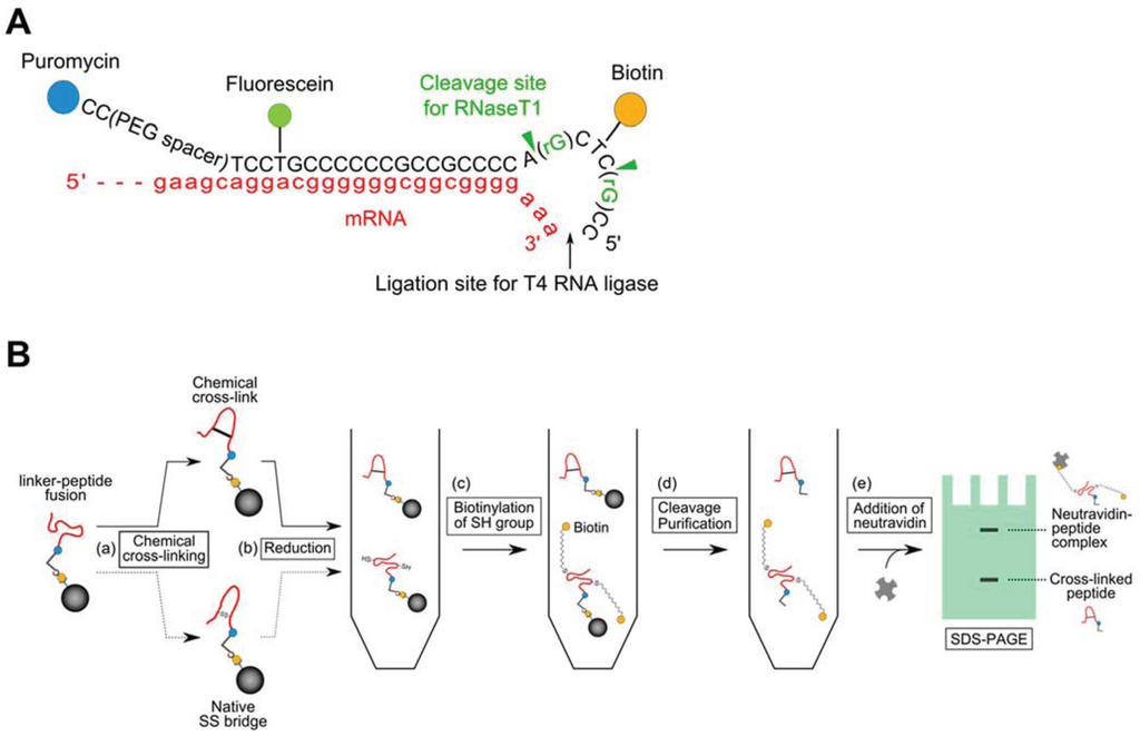 Easy and Rapid Binding Assay for Functional Analysis of Disulfide ...
