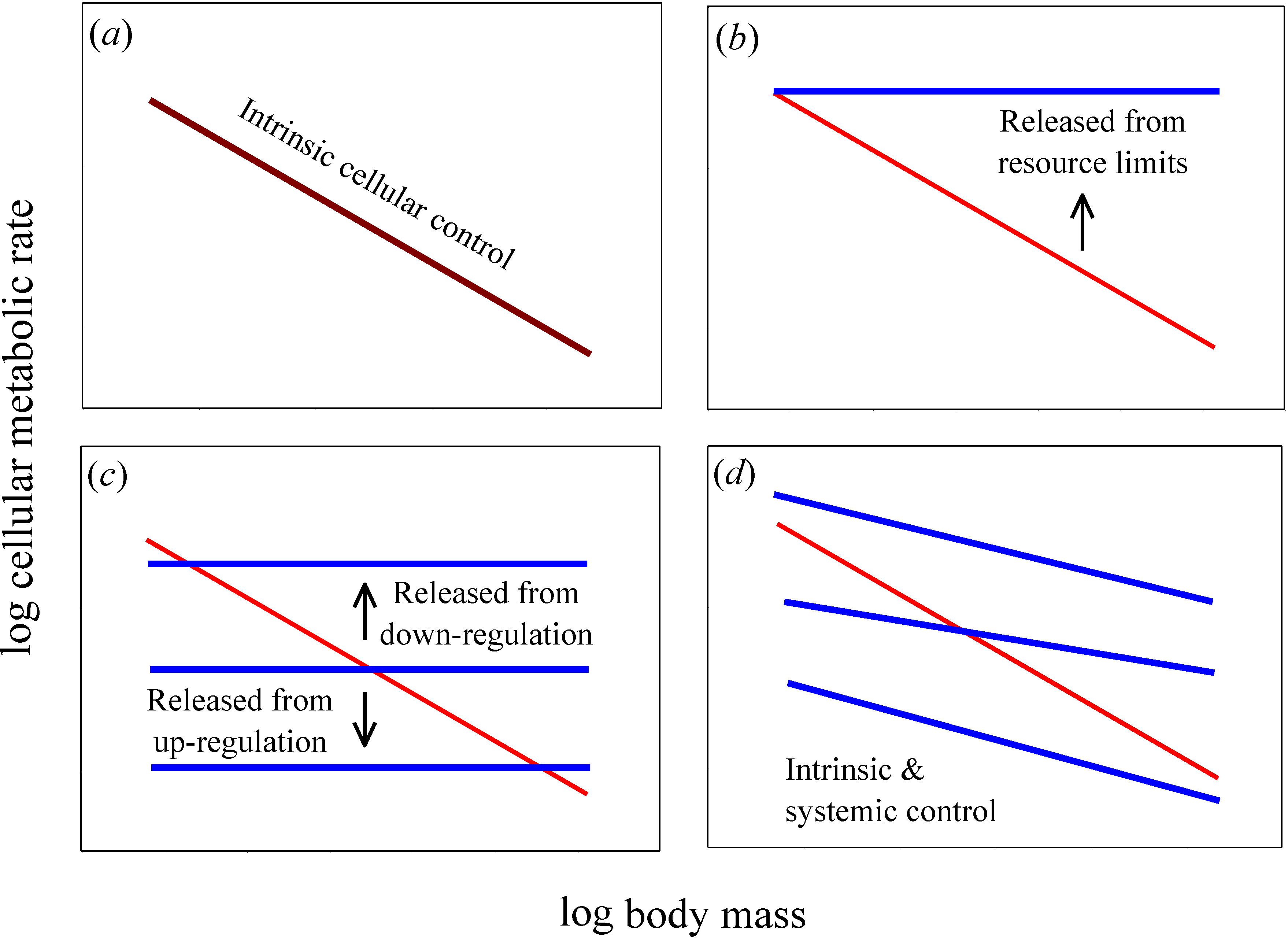 Body-Mass Scaling of Metabolic Rate: What are the Relative Roles of ...