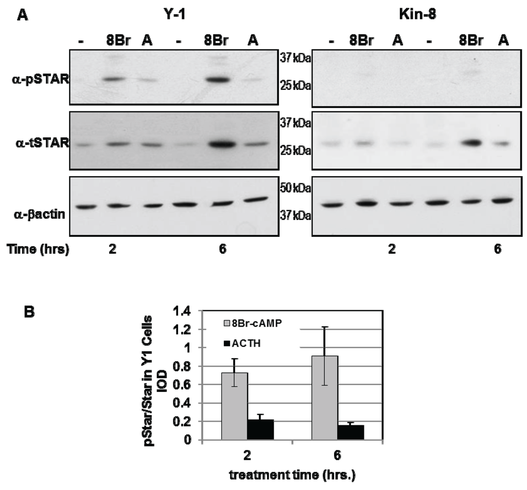 StAR Protein Stability in Y1 and Kin-8 Mouse Adrenocortical Cells