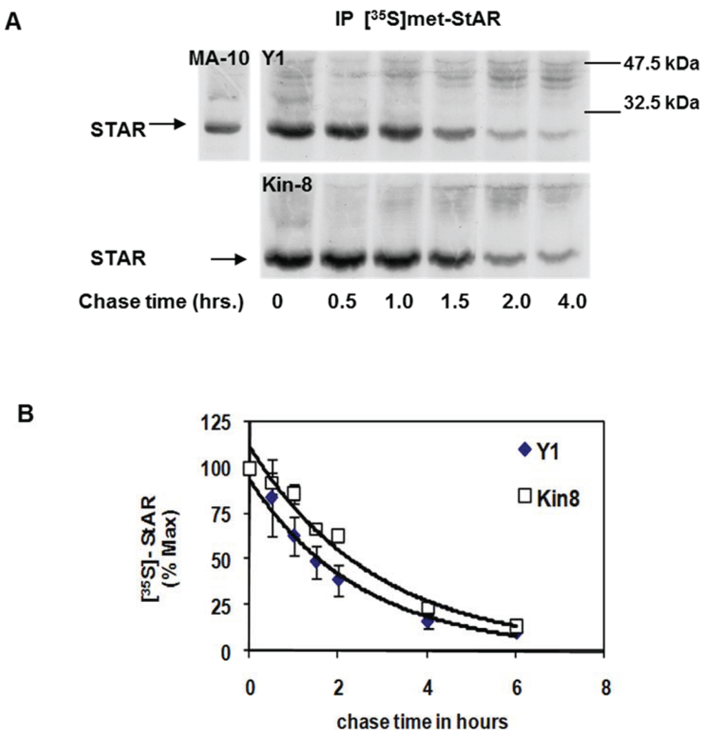 StAR Protein Stability in Y1 and Kin-8 Mouse Adrenocortical Cells