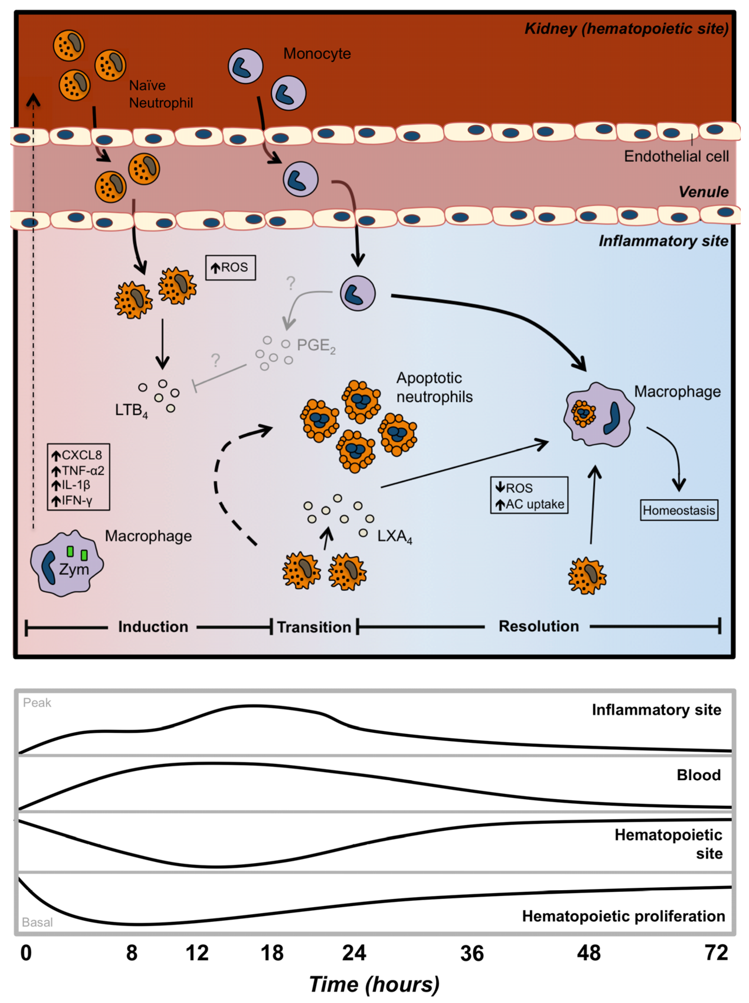 Neutrophil Development, Migration, and Function in Teleost Fish