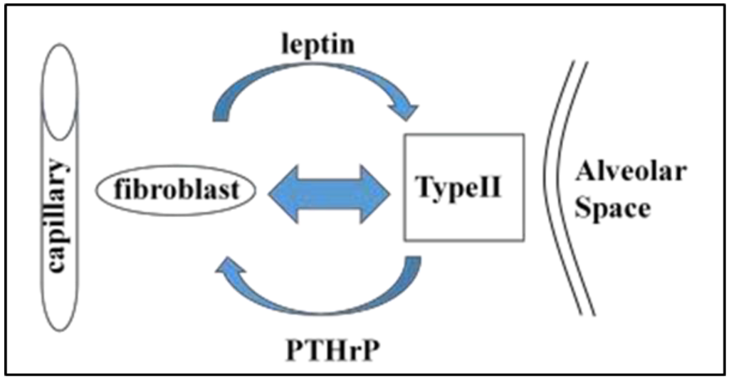 Heterochrony as Diachronically Modified Cell-Cell Interactions