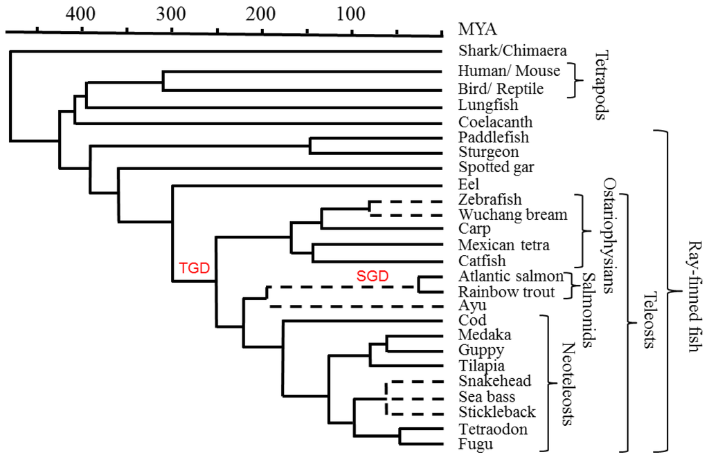 MHC and Evolution in Teleosts