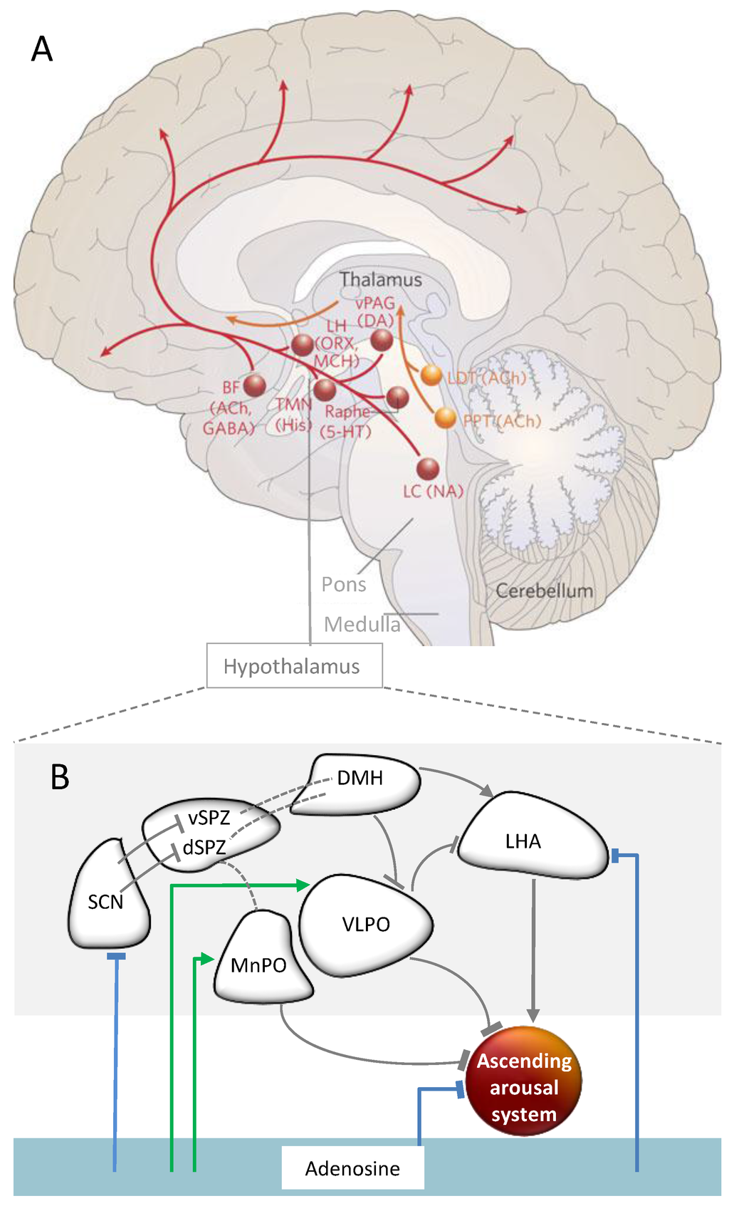 Biology | Free Full-Text | Sleep-Wake Regulation and Its Impact on ...
