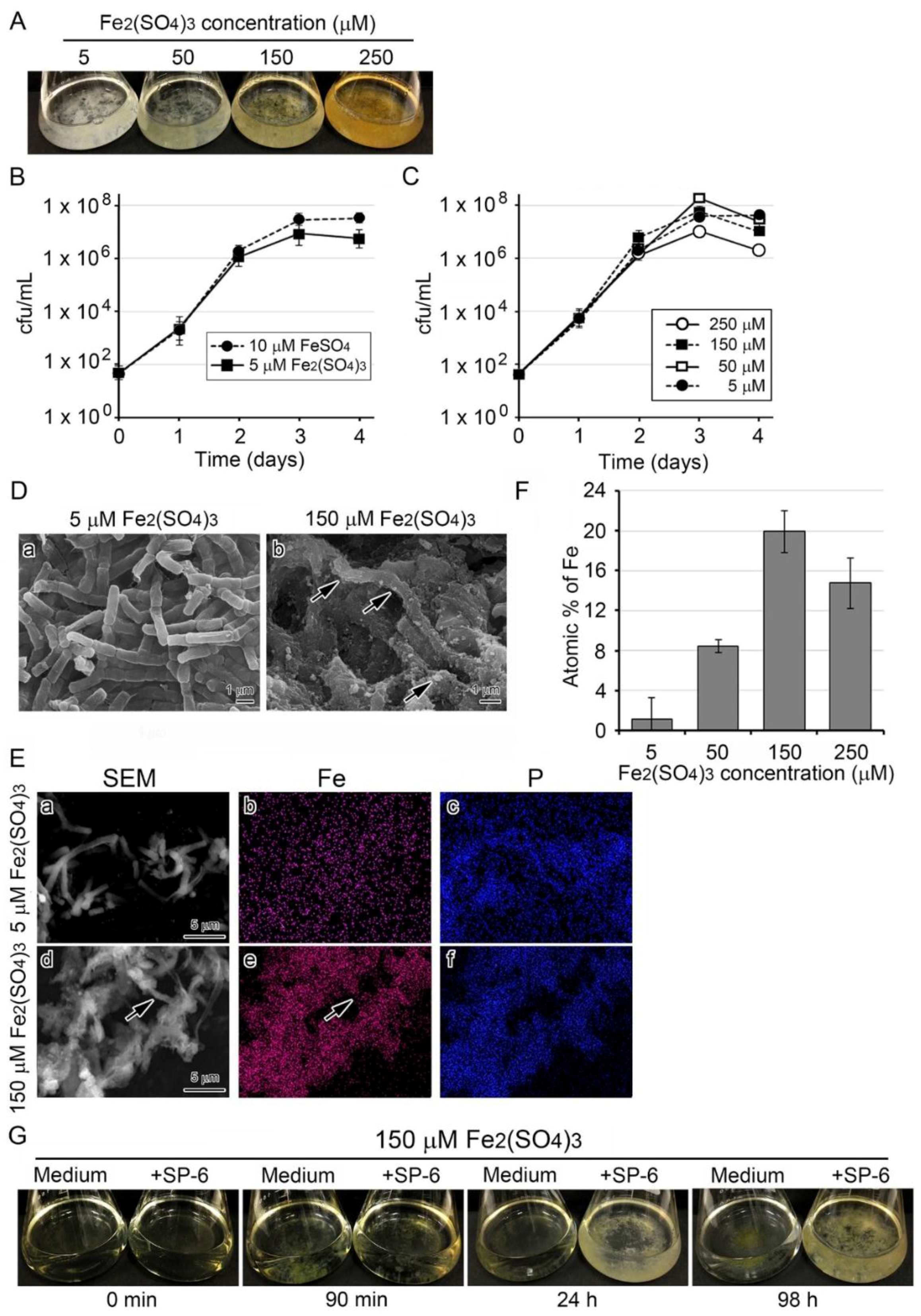 Abiotic Deposition of Fe Complexes onto Leptothrix Sheaths