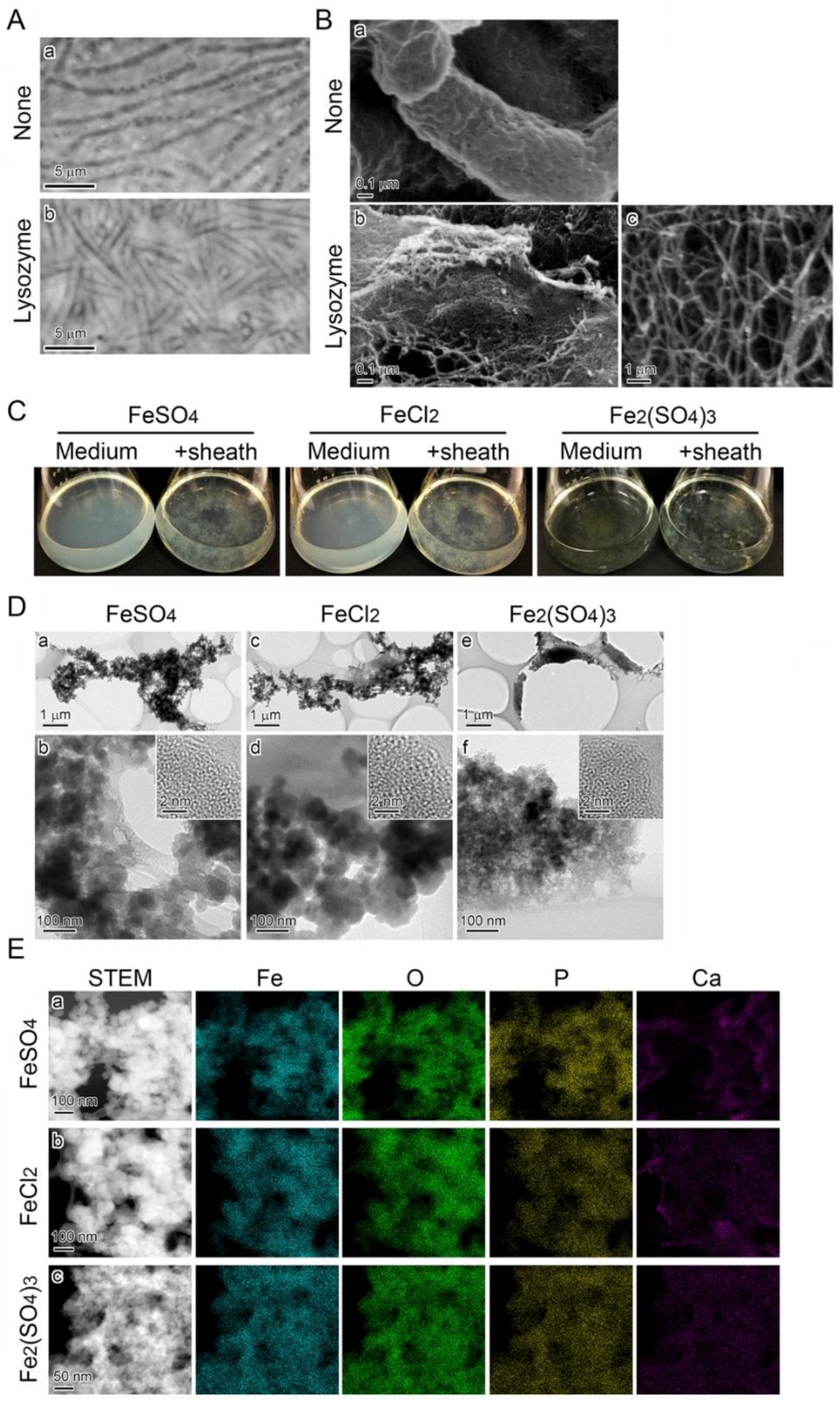 Abiotic Deposition of Fe Complexes onto Leptothrix Sheaths