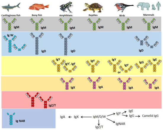 Fish Immunoglobulins
