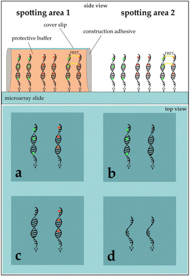 Optimization of Cyanine Dye Stability and Analysis of FRET Interaction ...
