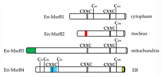 The Anti-Oxidant Defense System of the Marine Polar Ciliate Euplotes ...