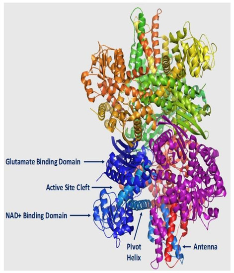 The Glutamate Dehydrogenase Pathway and Its Roles in Cell and Tissue ...