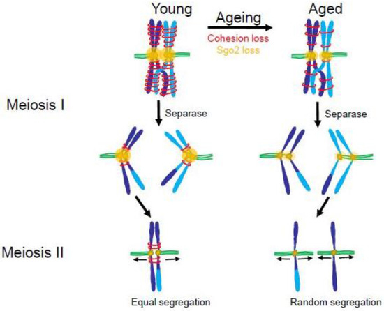 Biology | Special Issue : Mechanisms of Mitotic Chromosome Segregation