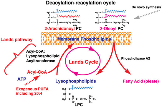 Coenzyme-A-Independent Transacylation System; Possible Involvement of ...