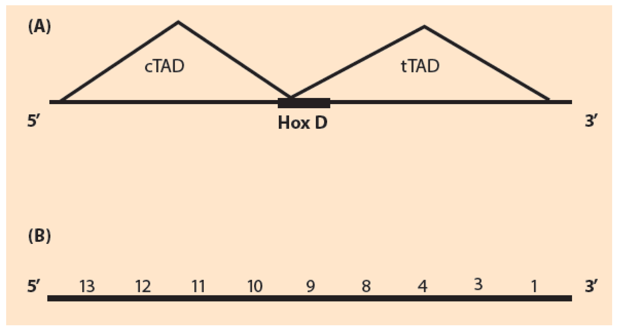 Physical Forces May Cause the HoxD Gene Cluster Elongation