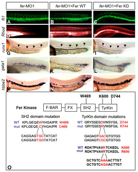 Dual Roles of Fer Kinase Are Required for Proper Hematopoiesis and ...