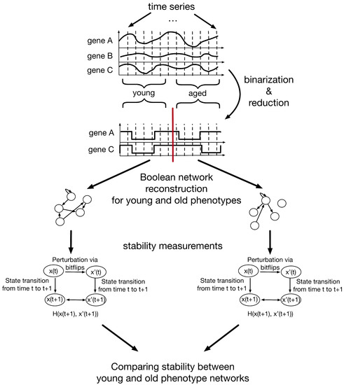 Stability of Signaling Pathways during Aging—A Boolean Network Approach
