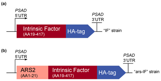 Human Intrinsic Factor Expression for Bioavailable Vitamin B12 ...