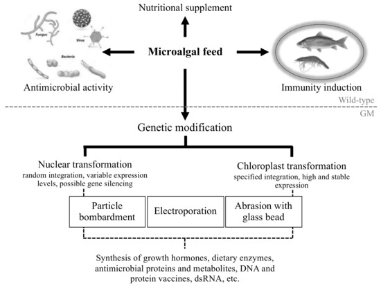 Applications of Microalgal Biotechnology for Disease Control in Aquaculture