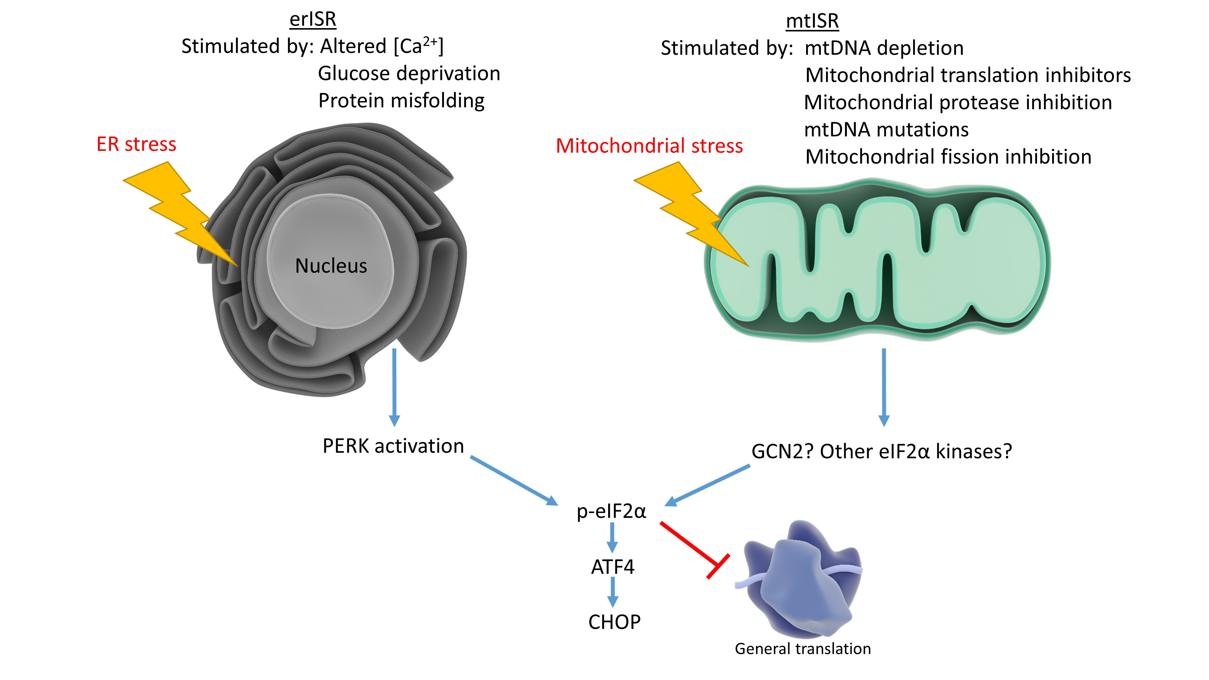 Biology | Free Full-Text | Mitochondrial Dysfunction and Stress ... Biology | Free Full-Text | Mitochondrial Dysfunction and Stress ...