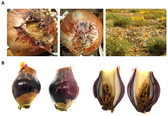 Isolation and Identification of Fusarium spp., the Causal Agents of ...