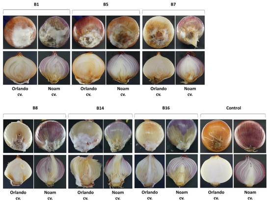 Isolation and Identification of Fusarium spp., the Causal Agents of ...