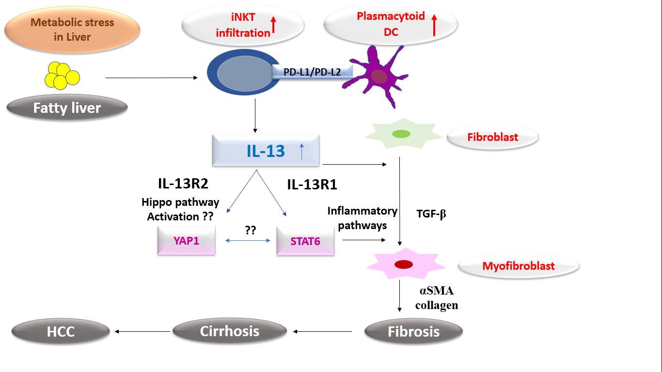 Biology | Free Full-Text | Polymorphisms in Interleukin 13 Signaling ...