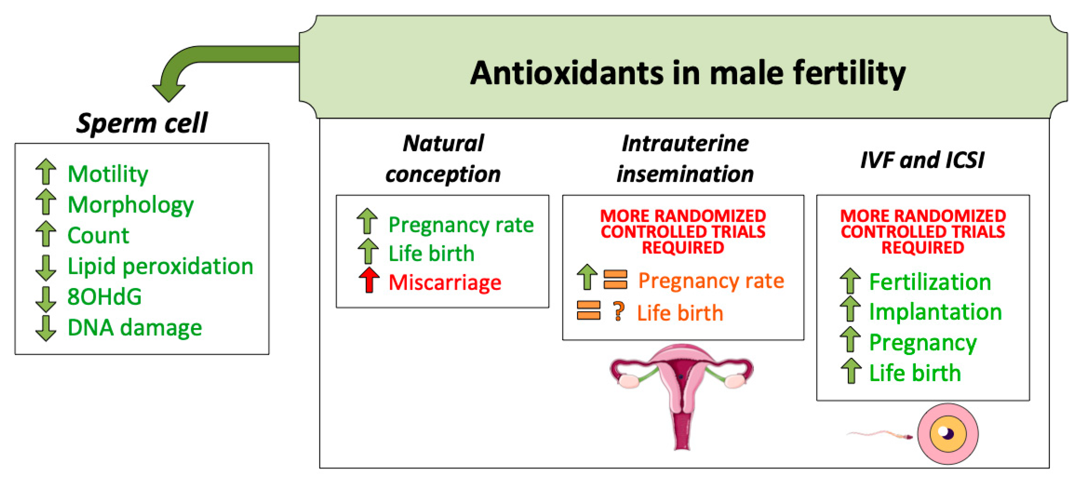Biology Free Full Text Oxidative Stress In Male Infertility Causes