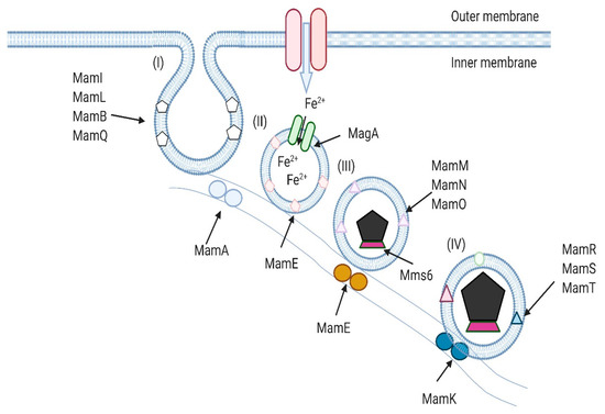 Magnetotactic Bacteria and Magnetosomes as Smart Drug Delivery Systems ...