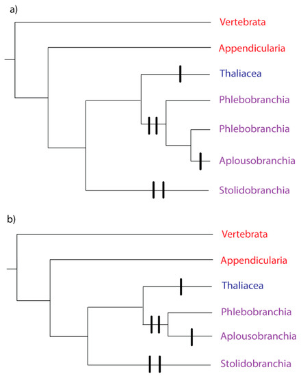 Evolution of Allorecognition in the Tunicata