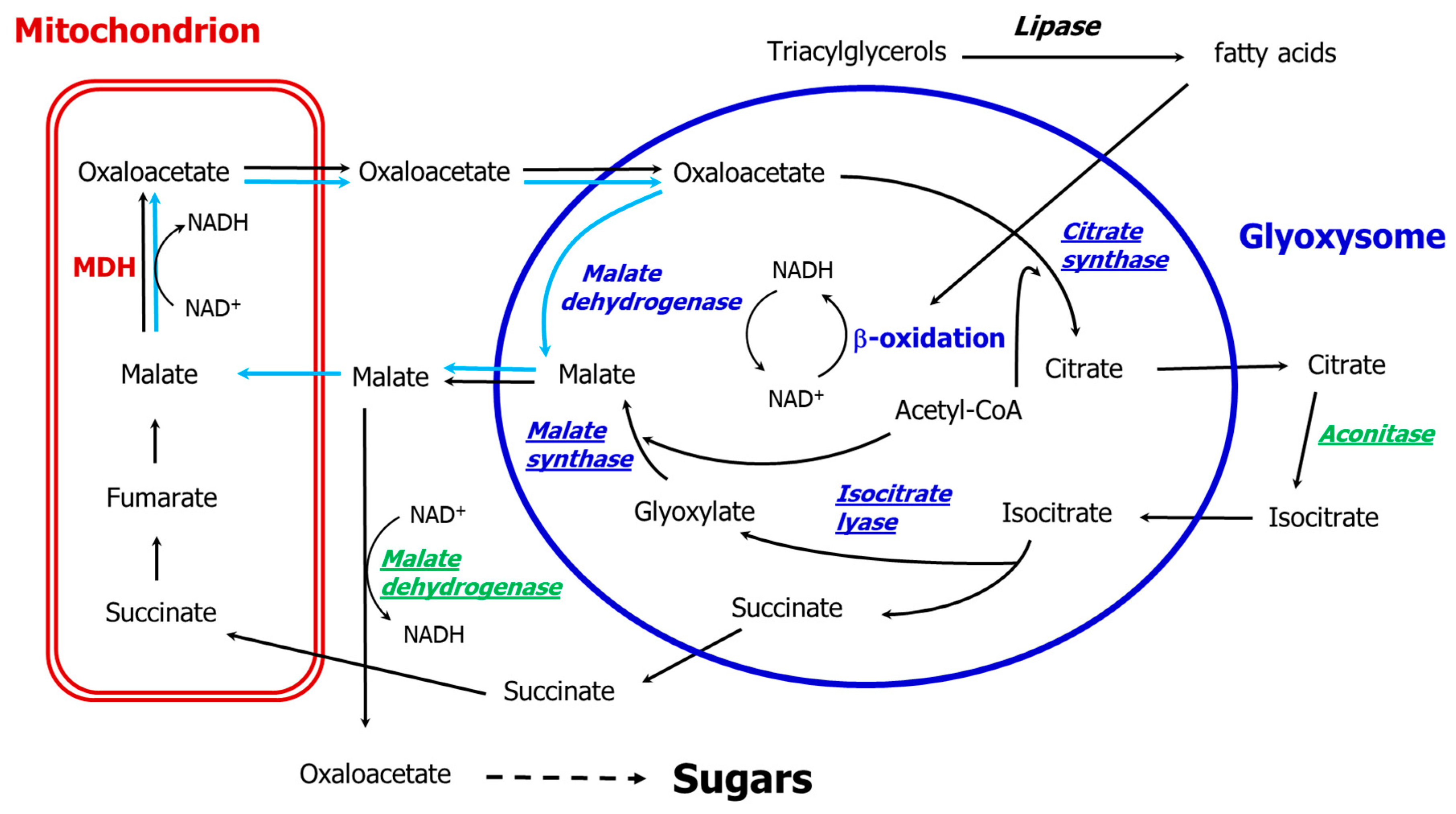 Glyoxysome Structure