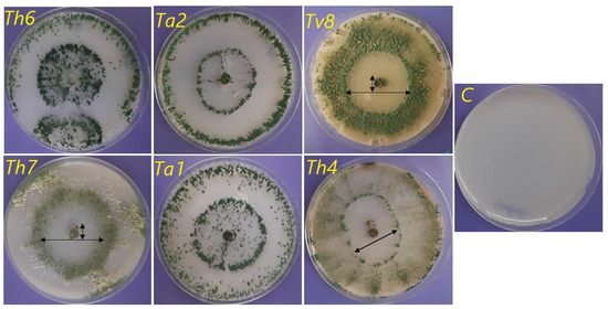 Phylogenetic Diversity of Trichoderma Strains and Their Antagonistic Potential against Soil ...