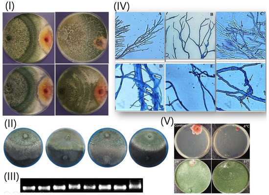 Phylogenetic Diversity of Trichoderma Strains and Their Antagonistic Potential against Soil ...