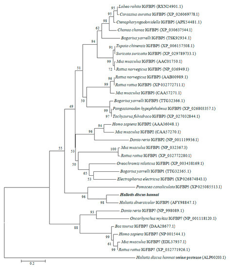 Characterization of Insulin-Like Growth Factor Binding Protein-5 (IGFBP ...