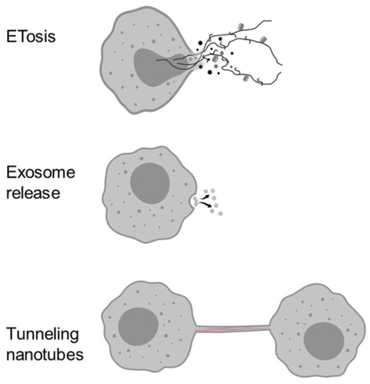 Conservation of Cell Communication Systems in Invertebrate Host–Defence ...