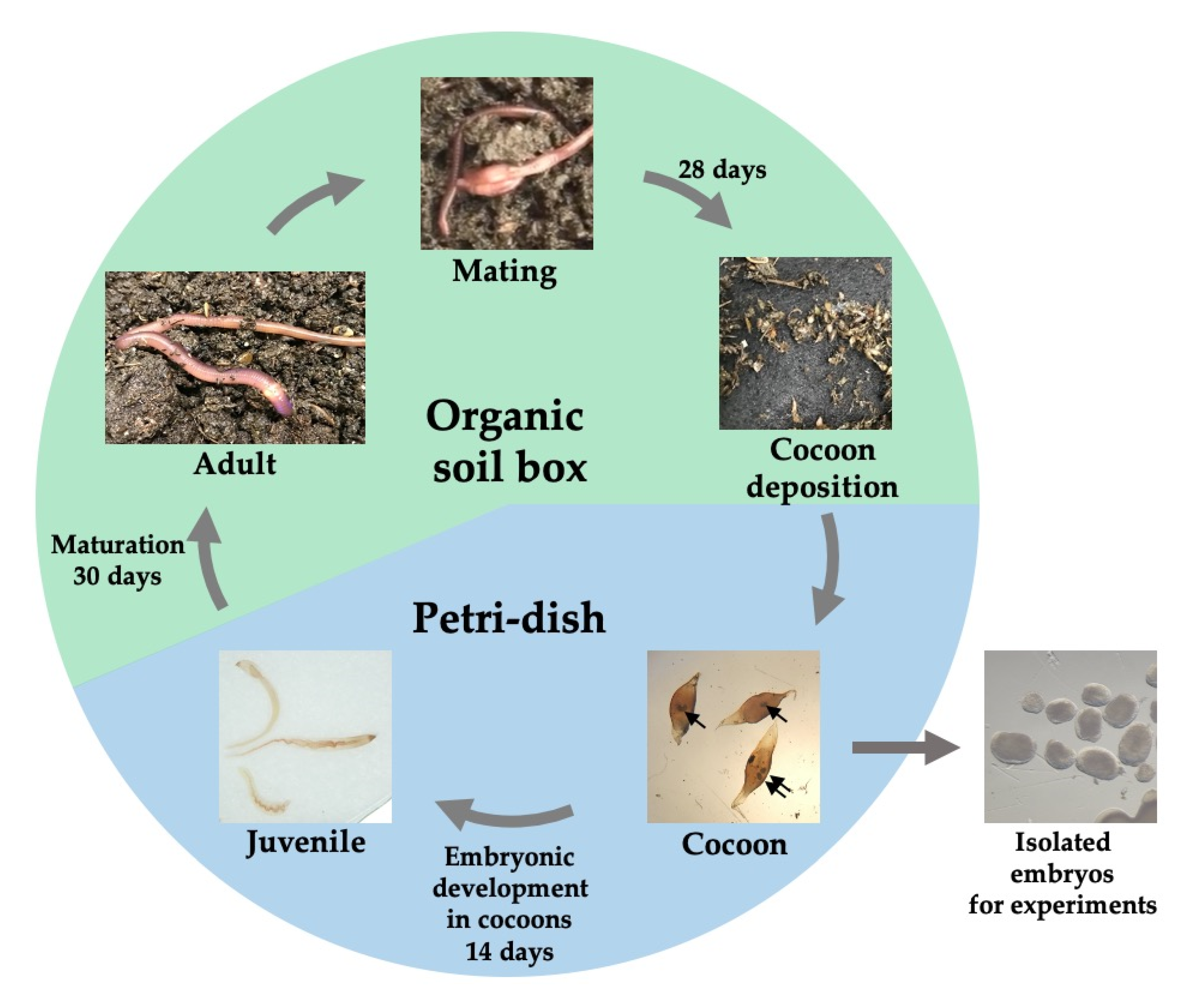 Characterization of Perionyx excavatus Development and Its Head ...