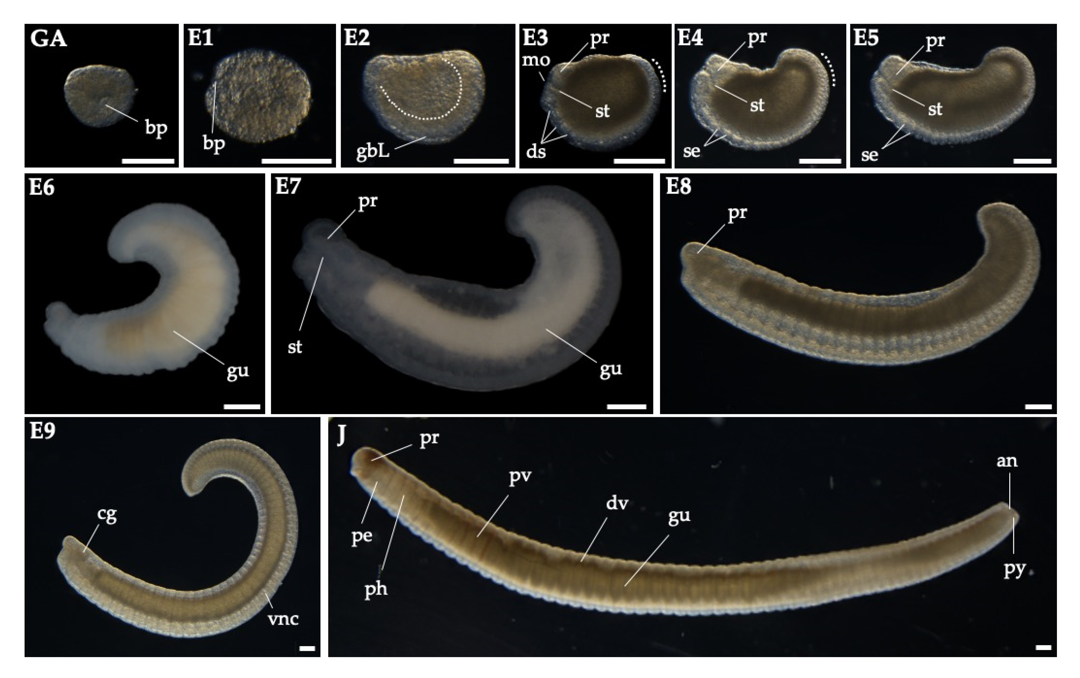 Characterization of Perionyx excavatus Development and Its Head ...