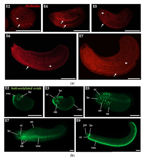Characterization of Perionyx excavatus Development and Its Head ...
