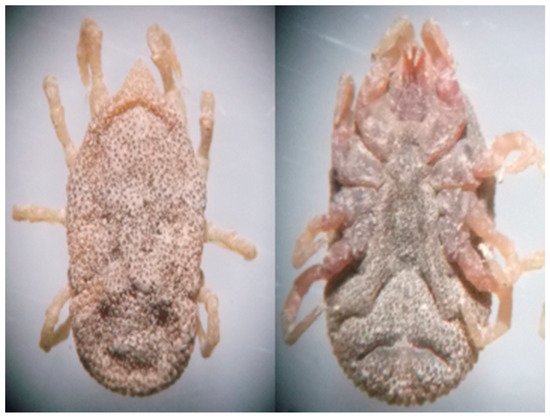 General Microbiota of the Soft Tick Ornithodoros turicata Parasitizing ...