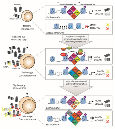 Transcription Factors in Cartilage Homeostasis and Osteoarthritis