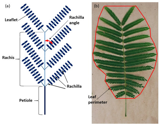 Compound Leaf Diagram