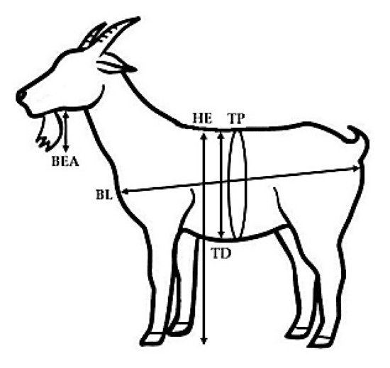 Biology | Free Full-Text | Does Size Matters? Relationships among ...