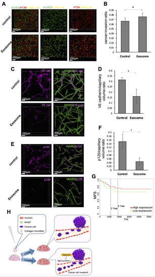 A Four-Dimensional Organoid System to Visualize Cancer Cell Vascular ...